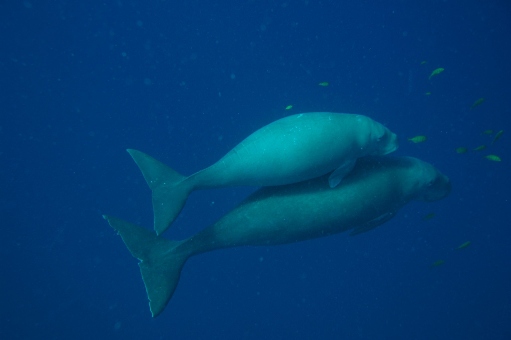 OUR ENVIRONMENT – Whitsunday Conservation Council