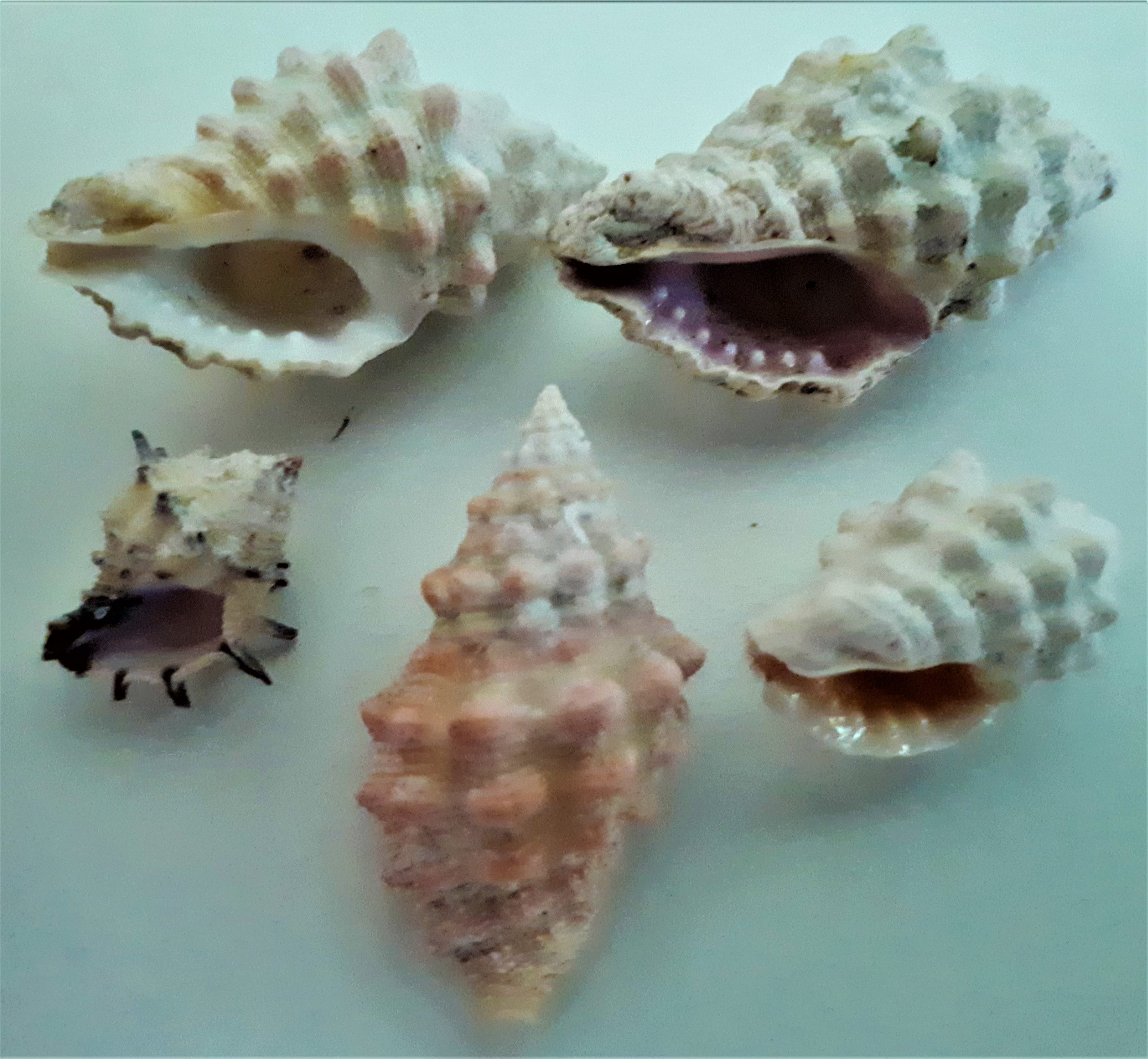 Anyone for Drupella - Whitsunday Conservation Council