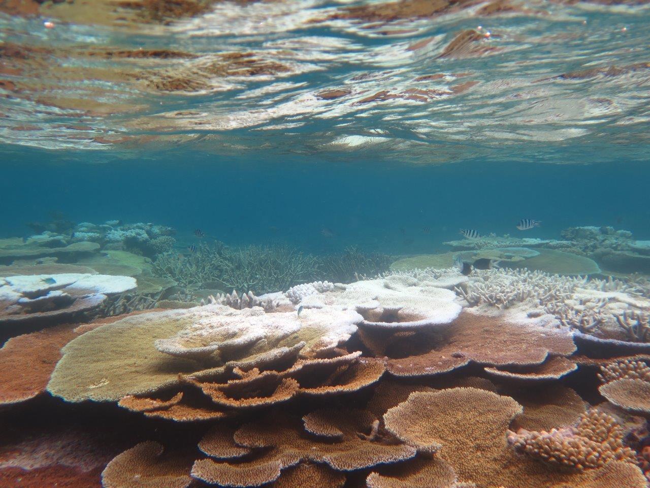Stop Reversal of Great Barrier Reef Protection Measures – Whitsunday ...
