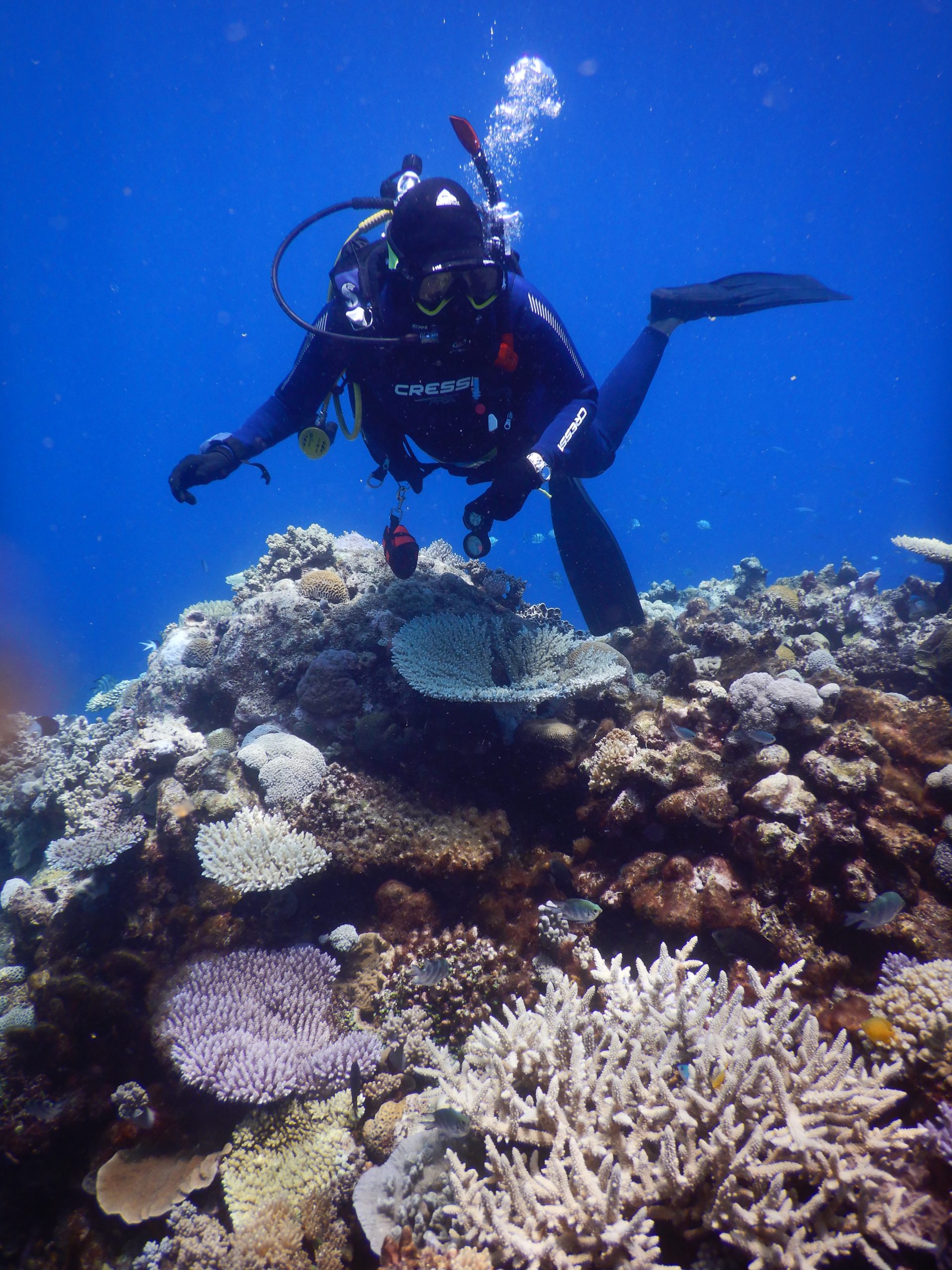 News 2021 Nov & Dec – Whitsunday Conservation Council