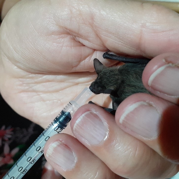 Emergency 1000km Bat Convoy Hits the Road – Whitsunday Conservation Council