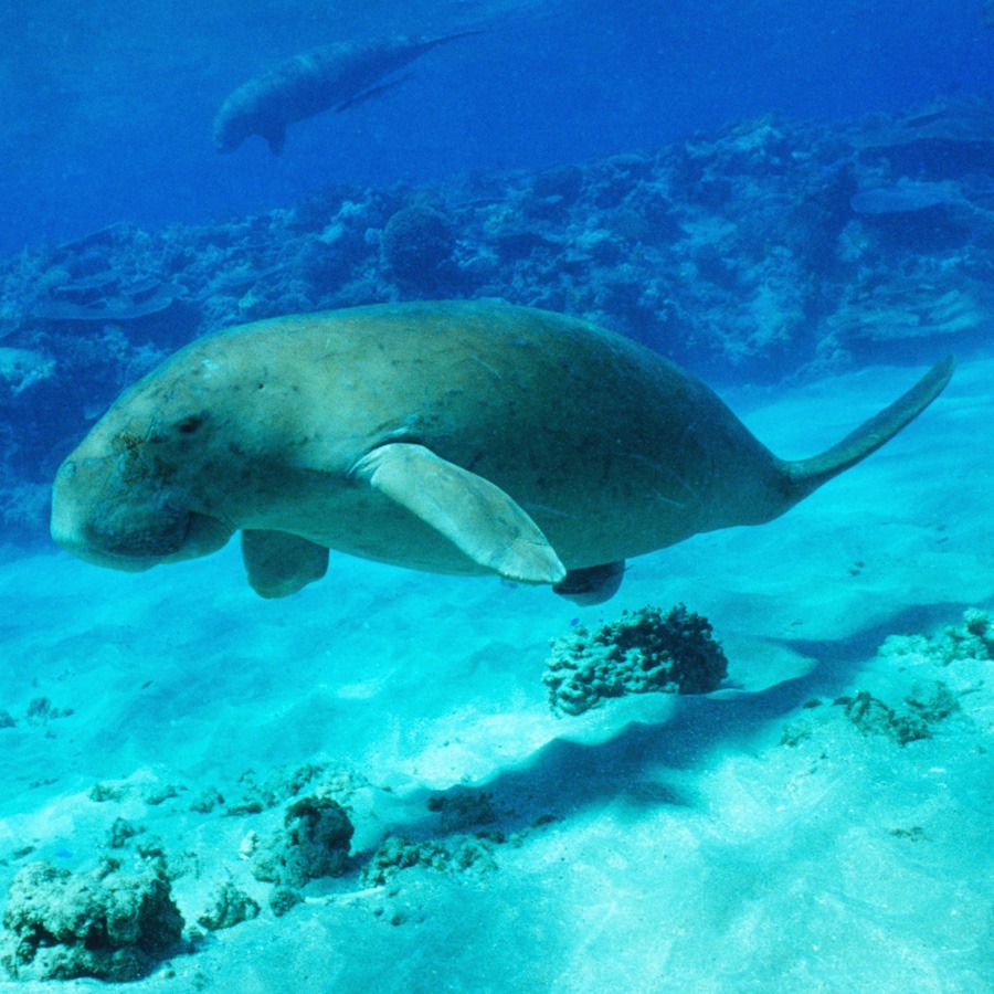 Go Slow for Those Below – Whitsunday Conservation Council