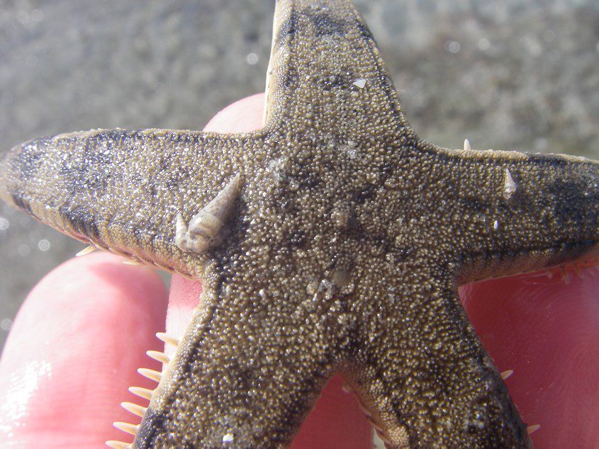 Life on a Sea Star – Whitsunday Conservation Council